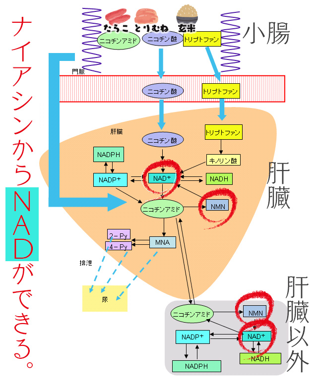 【脱NMNサプリ】食事で若返りは可能？ナイアシン豊富な食品＆完全食で始めるアンチエイジング術｜KenkouHacker